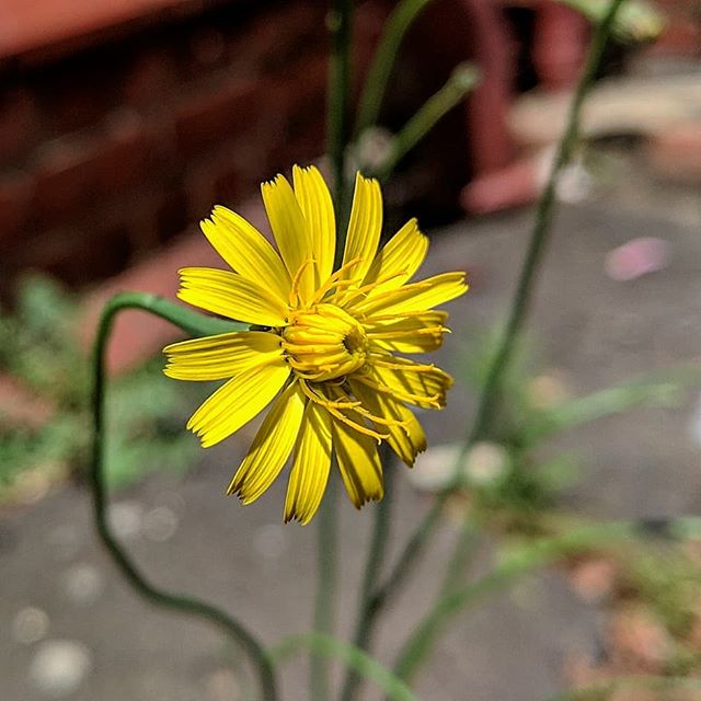 Cat’s Ear or Flatweed (Hypochaeris radicata) – Weeds of Melbourne