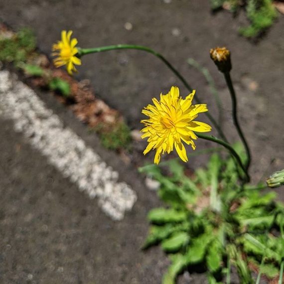 Cat’s Ear or Flatweed (Hypochaeris radicata) – Weeds of Melbourne