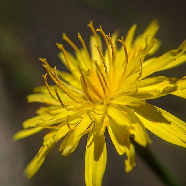 Cat’s Ear or Flatweed (Hypochaeris radicata) – Weeds of Melbourne