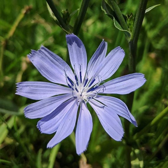 Chicory (Cichorium intybus) – Weeds of Melbourne