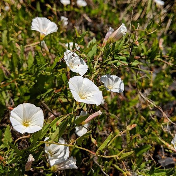 Common or Field Bindweed (Convolvulus arvensis) – Weeds of Melbourne