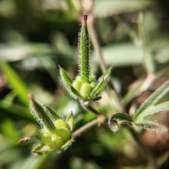 Cut-leaf Crane’s-bill (Geranium dissectum) – Weeds of Melbourne