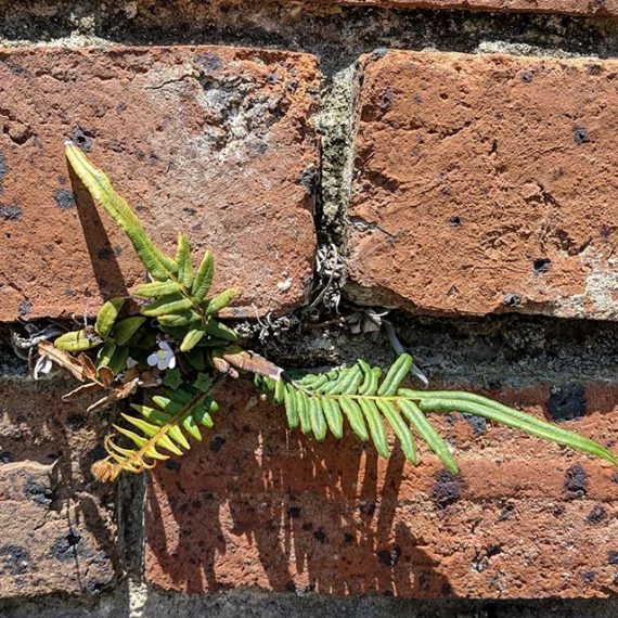 Chinese or Ladder Brake (Pteris vittata) – Weeds of Melbourne