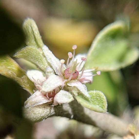 Coastal Galenia, Blanket Weed, Carpet Weed (Galenia pubescens) – Weeds ...