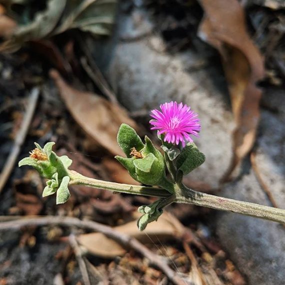 Heartleaf Iceplant (Aptenia cordifolia) – Weeds of Melbourne