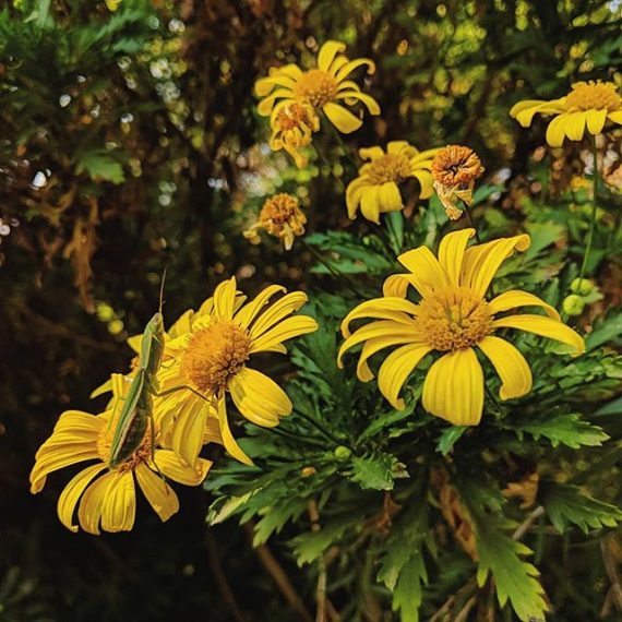 African bush daisy (Euryops chrysanthemoides) – Weeds of Melbourne