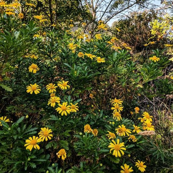 African bush daisy (Euryops chrysanthemoides) – Weeds of Melbourne