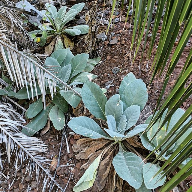Great Mullein, Shepherd’s Club, Velvet Weed (Verbascum thapsus) – Weeds ...