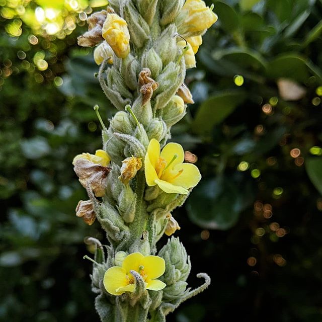 Great Mullein, Shepherd’s Club, Velvet Weed (Verbascum thapsus) – Weeds ...