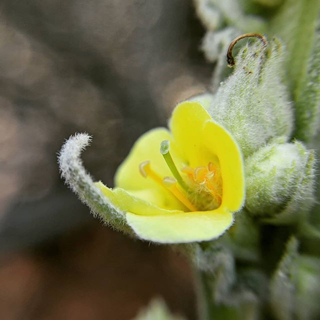 Great Mullein, Shepherd’s Club, Velvet Weed (Verbascum thapsus) – Weeds ...
