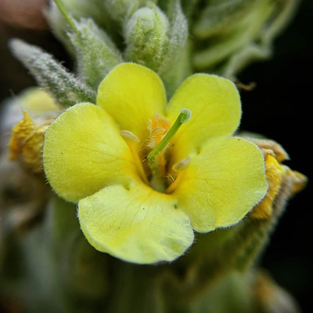Great Mullein, Shepherd’s Club, Velvet Weed (Verbascum thapsus) – Weeds ...