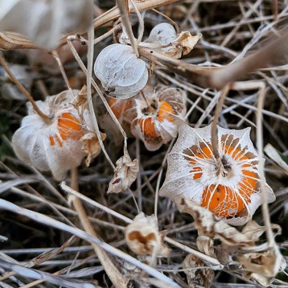 Prairie Ground Cherry (Physalis hederifolia) – Weeds of Melbourne