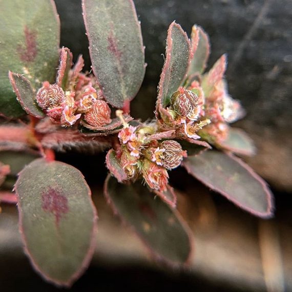 Spotted Spurge (Euphorbia maculata) – Weeds of Melbourne