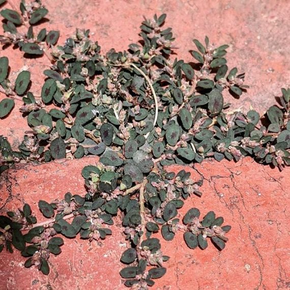 Spotted Spurge (Euphorbia maculata) – Weeds of Melbourne
