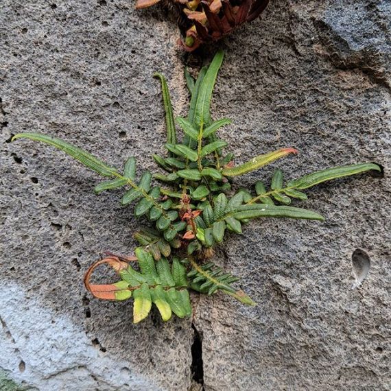 Chinese or Ladder Brake (Pteris vittata) – Weeds of Melbourne