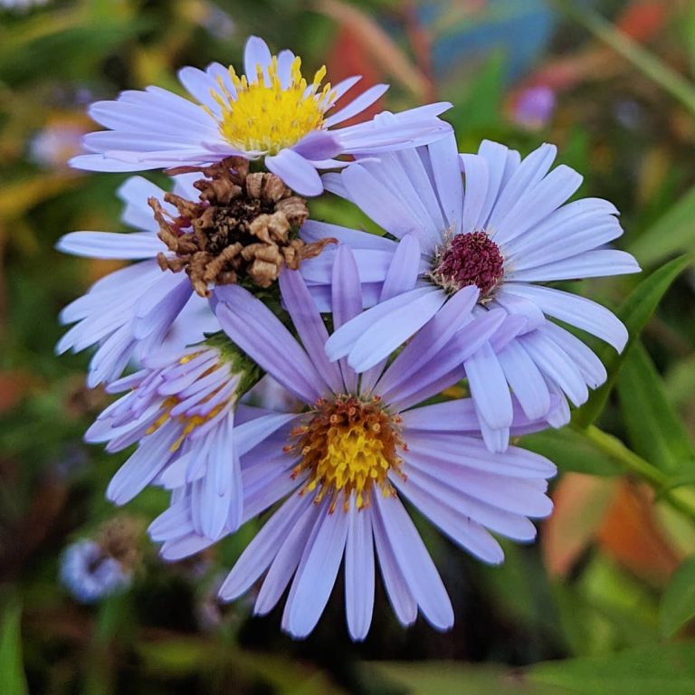 Asteraceae – Weeds of Melbourne