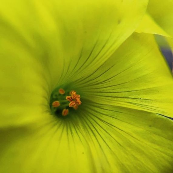 Soursob (Oxalis pes-caprae) – Weeds of Melbourne