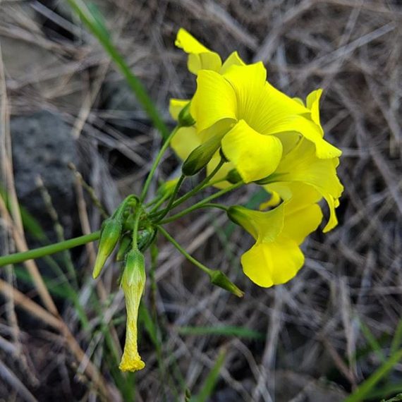 Soursob (Oxalis pes-caprae) – Weeds of Melbourne