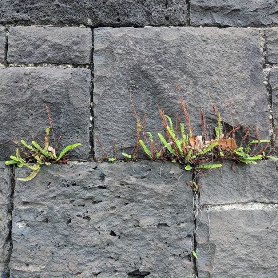 Sword or Fishbone Fern (Nephrolepis cordifolia) – Weeds of Melbourne
