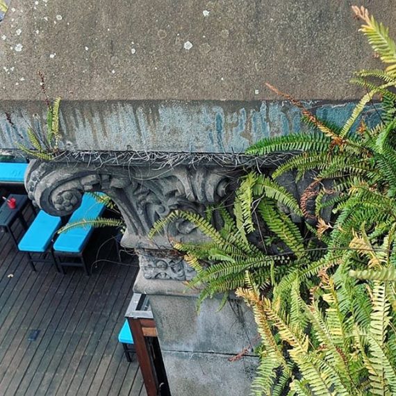 Sword or Fishbone Fern (Nephrolepis cordifolia) – Weeds of Melbourne