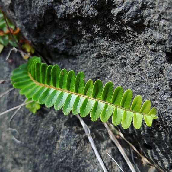 Sword or Fishbone Fern (Nephrolepis cordifolia) – Weeds of Melbourne