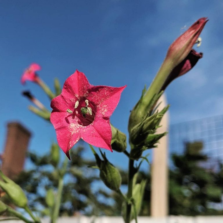 Tobacco (Nicotiana tabacum) – Weeds of Melbourne