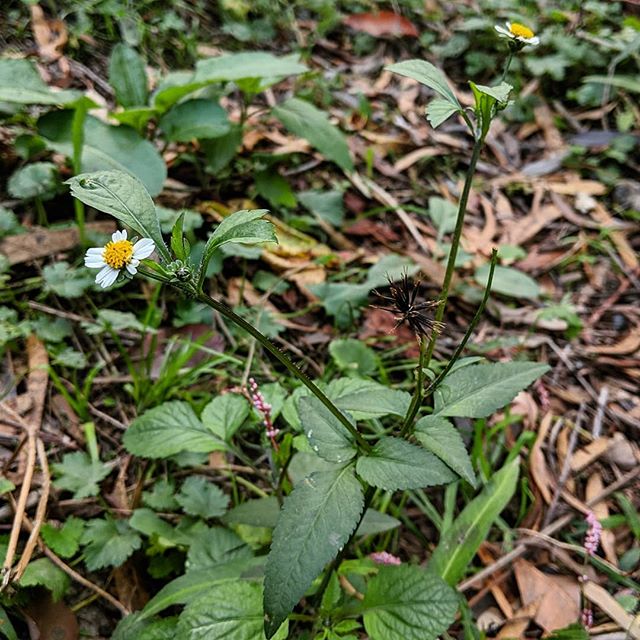 Cobbler’s Pegs (Bidens pilosa) – Weeds of Melbourne