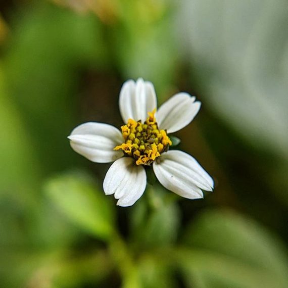 Cobbler’s Pegs (Bidens pilosa) – Weeds of Melbourne