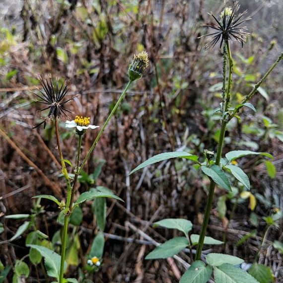Cobbler’s Pegs (Bidens pilosa) – Weeds of Melbourne