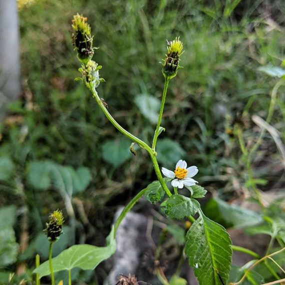 Cobbler’s Pegs (Bidens pilosa) – Weeds of Melbourne