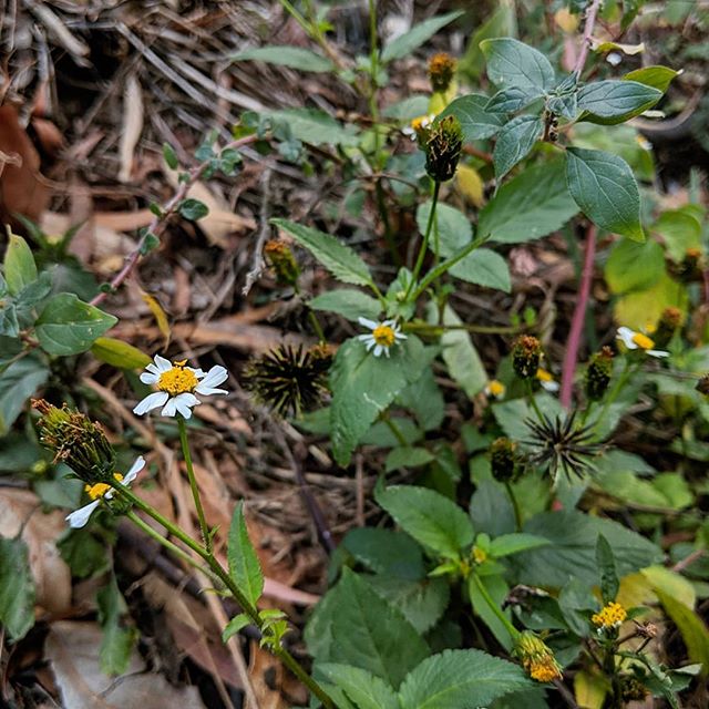 Cobbler’s Pegs (Bidens pilosa) – Weeds of Melbourne