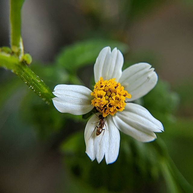 Cobbler’s Pegs (Bidens pilosa) – Weeds of Melbourne