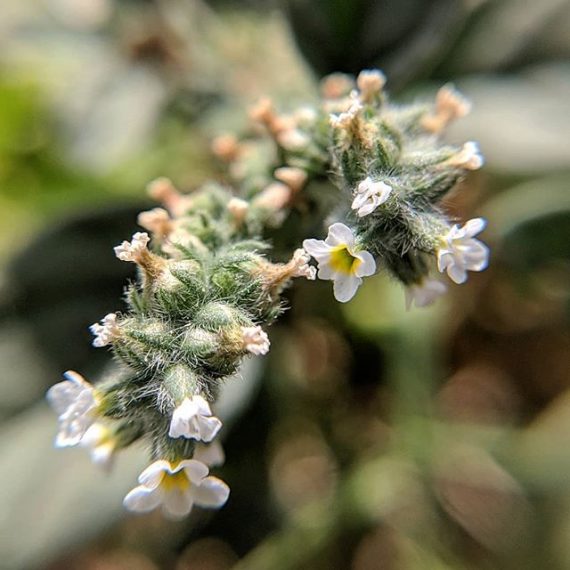 Common Heliotrope or Potato Weed (Heliotropium europaeum) – Weeds of ...