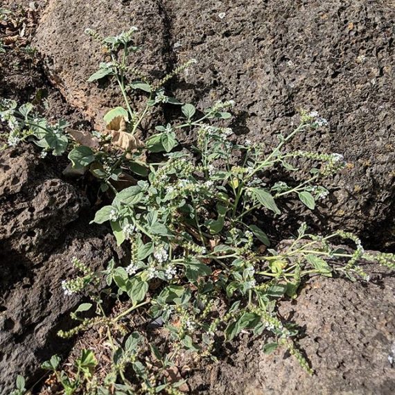Common Heliotrope or Potato Weed (Heliotropium europaeum) – Weeds of ...