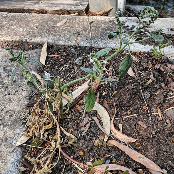 Common Heliotrope or Potato Weed (Heliotropium europaeum) – Weeds of ...
