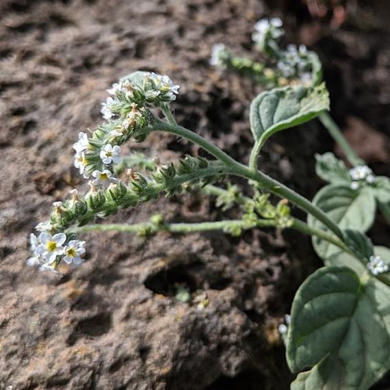 Common Heliotrope or Potato Weed (Heliotropium europaeum) – Weeds of ...