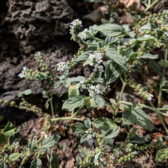 Common Heliotrope or Potato Weed (Heliotropium europaeum) – Weeds of ...