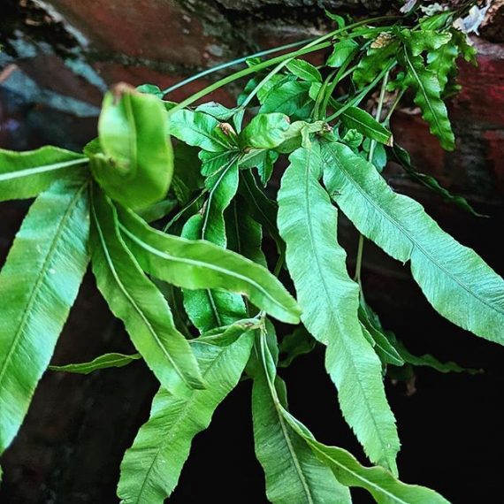Ribbon Fern (Pteris cretica complex) – Weeds of Melbourne