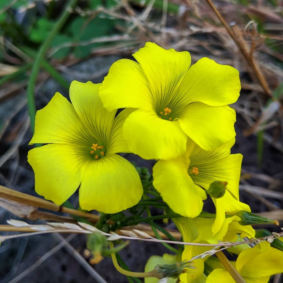 Oxalis – Weeds of Melbourne
