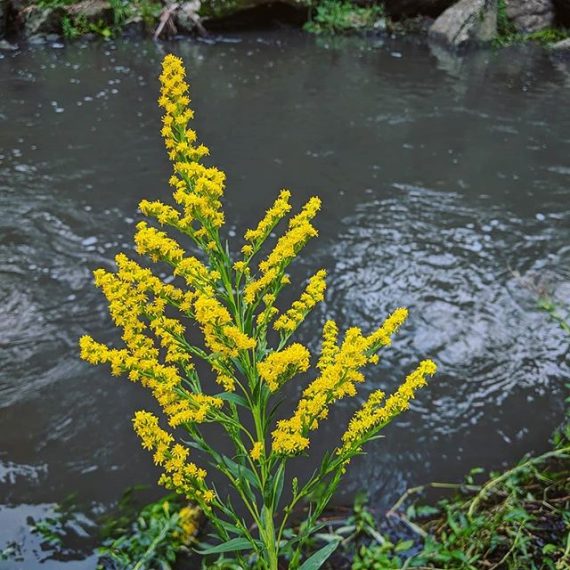 South American Goldenrod (Solidago chilensis) – Weeds of Melbourne