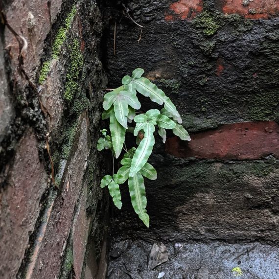 Variegated Ribbon Fern (Pteris cretica var. albolineata) – Weeds of ...