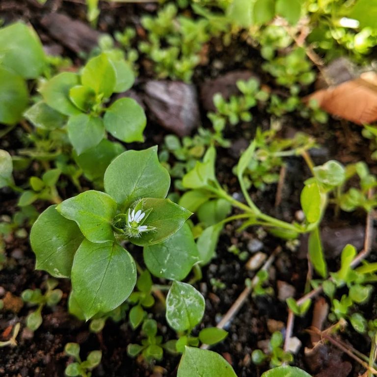 Common Chickweed (Stellaria media) – Weeds of Melbourne