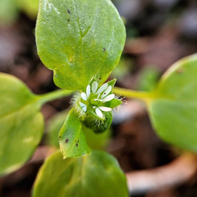Common Chickweed (Stellaria media) – Weeds of Melbourne