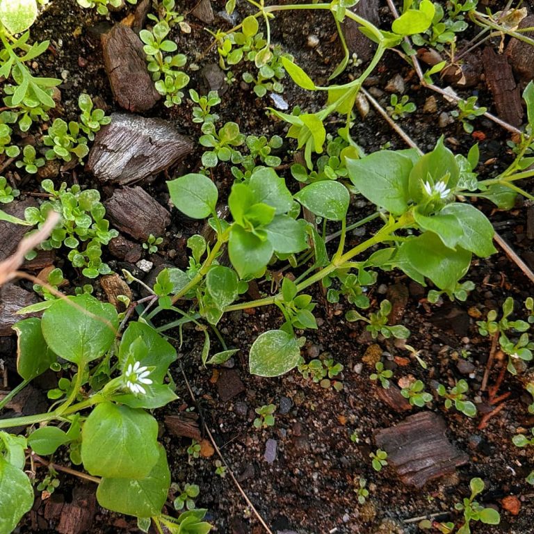 Common Chickweed (Stellaria media) – Weeds of Melbourne