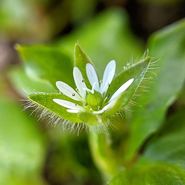 Common Chickweed (Stellaria media) – Weeds of Melbourne