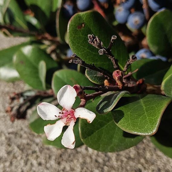 Indian Hawthorn (Rhaphiolepis indica) – Weeds of Melbourne