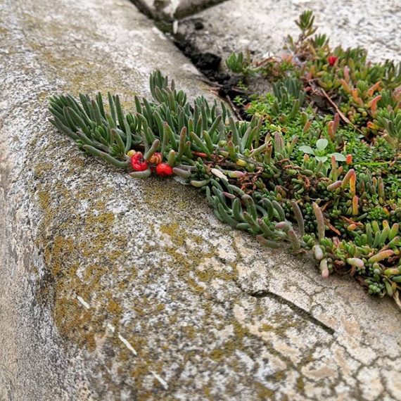 Ruby Saltbush (Enchylaena tomentosa) – Weeds of Melbourne