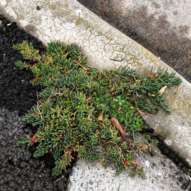 Ruby Saltbush (Enchylaena tomentosa) – Weeds of Melbourne