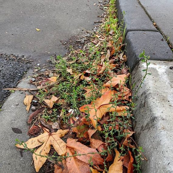 Wireweed or Hogweed (Polygonum aviculare) – Weeds of Melbourne