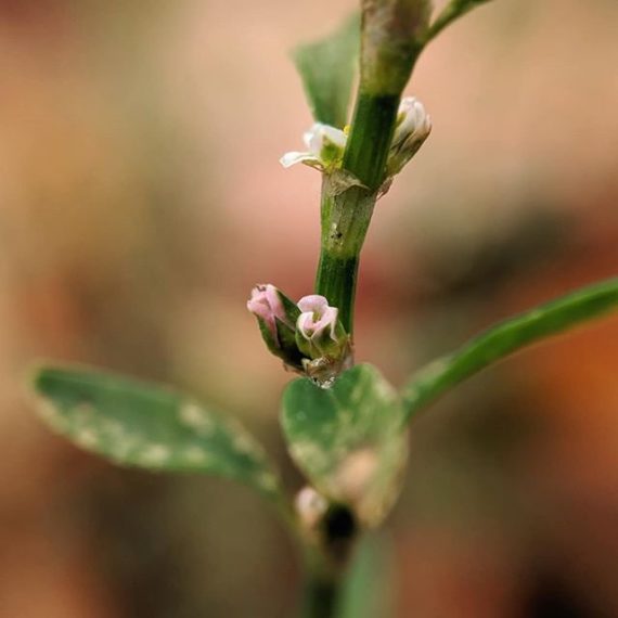 Wireweed or Hogweed (Polygonum aviculare) – Weeds of Melbourne